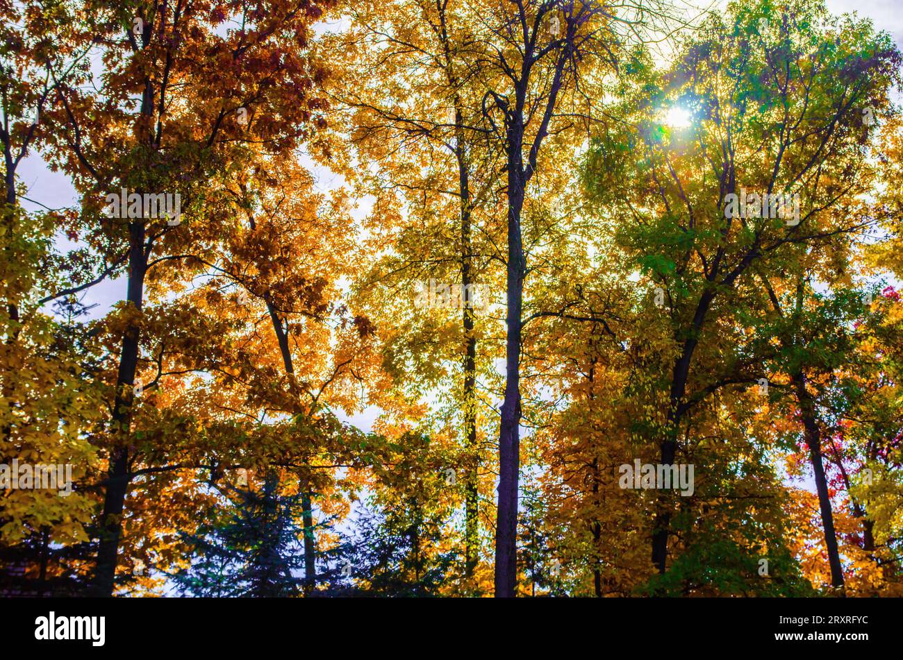 A tree in the fall changing colors on a clear sunny day at Kensington ...