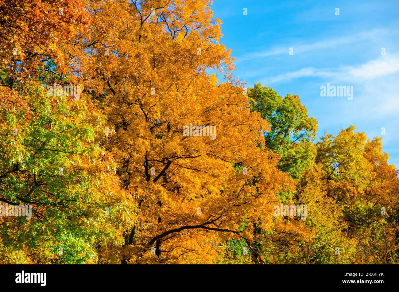 A tree in the fall changing colors on a clear sunny day at Kensington ...