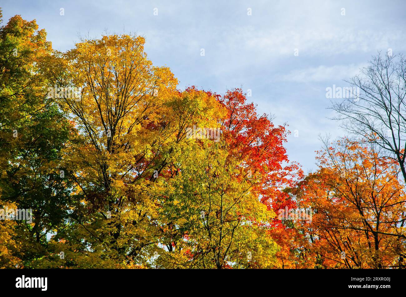 A tree in the fall changing colors on a clear sunny day at Kensington ...