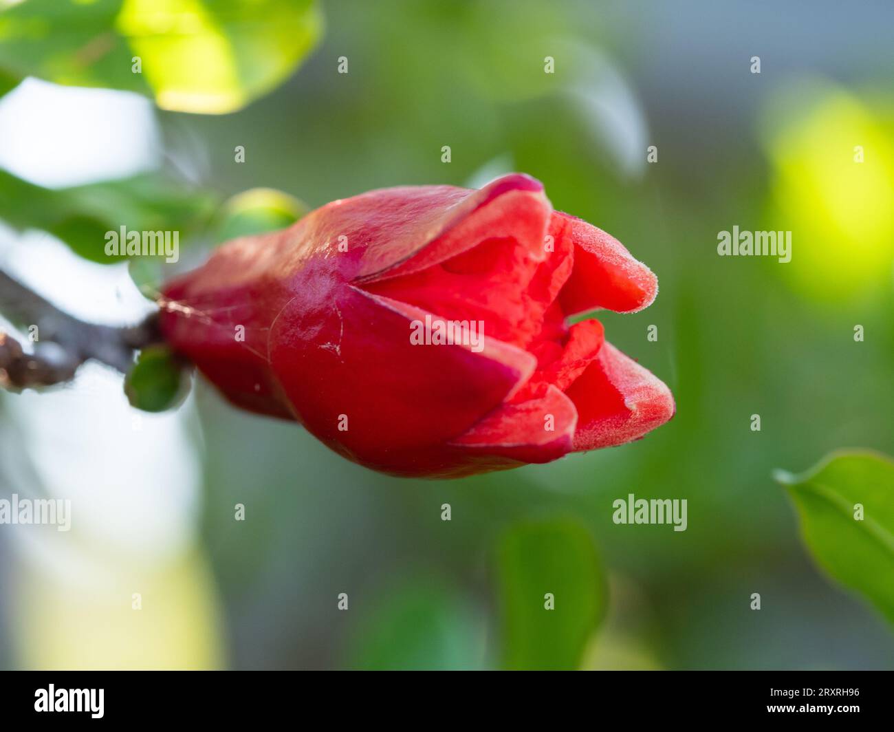 Vibrant red orange Pomegranite flower blooming on the tree, from within ...