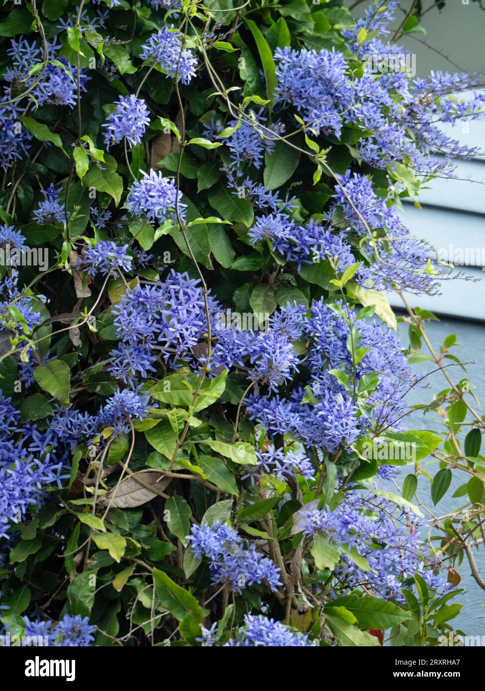 Petrea or Sandpaper Vine aka fake Wisterea, glorious purple flowers ...