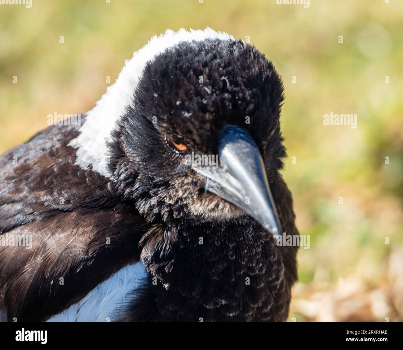 Australian Magpie closeup of head and face, Tufty scruffy feathers and ...