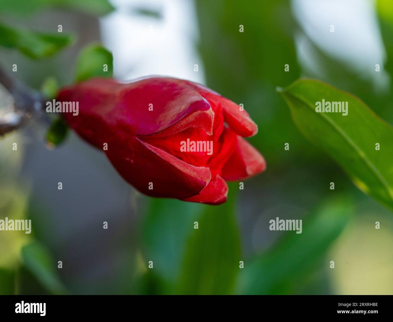 Tubular calyx hi-res stock photography and images - Alamy