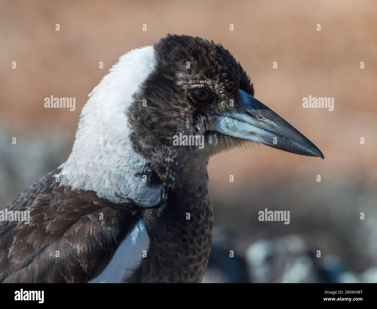 Australian Magpie closeup of head and face, Tufty scruffy feathers ...
