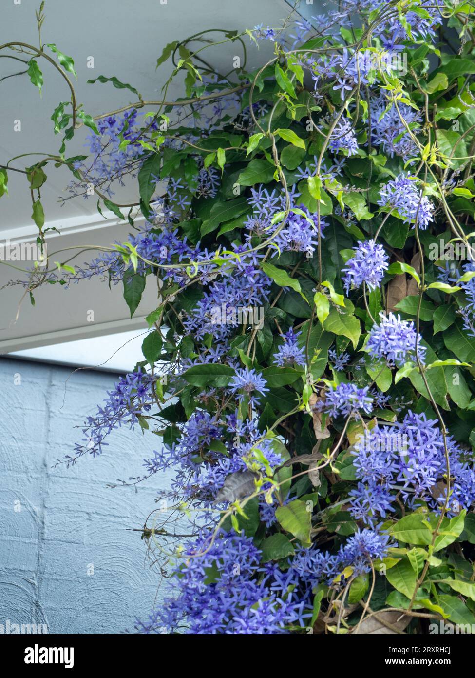 Petrea or Sandpaper Vine aka fake Wisterea, glorious purple flowers ...
