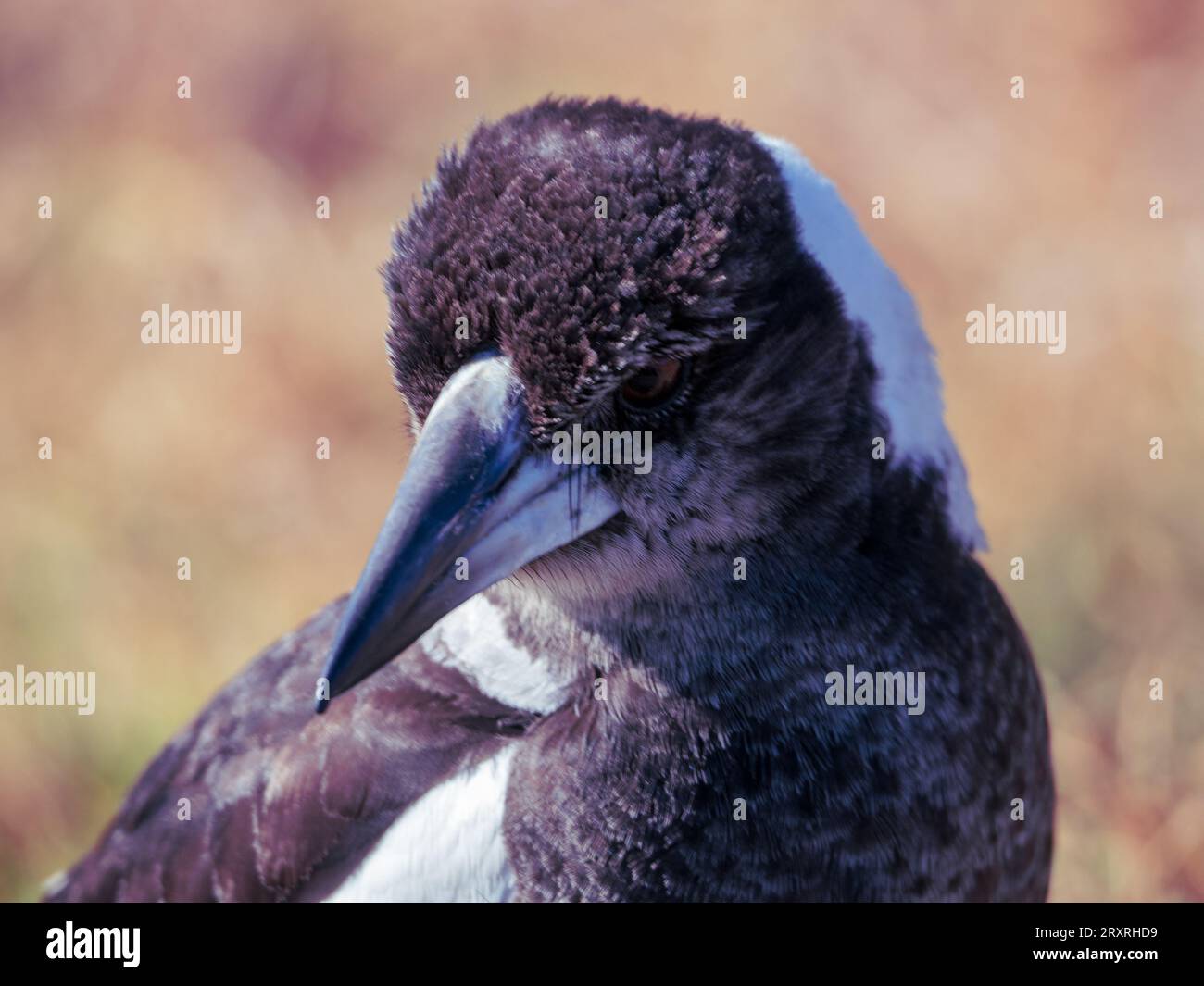 Australian Magpie closeup of head and face, Tufty scruffy feathers and ...