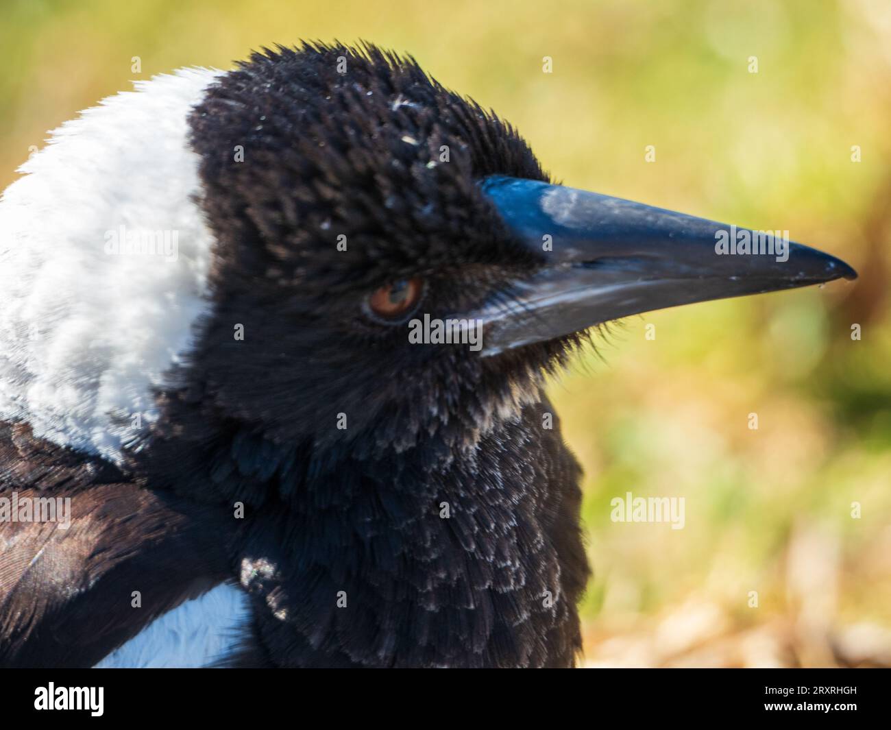Australian Magpie closeup of head and face, Tufty scruffy feathers and ...