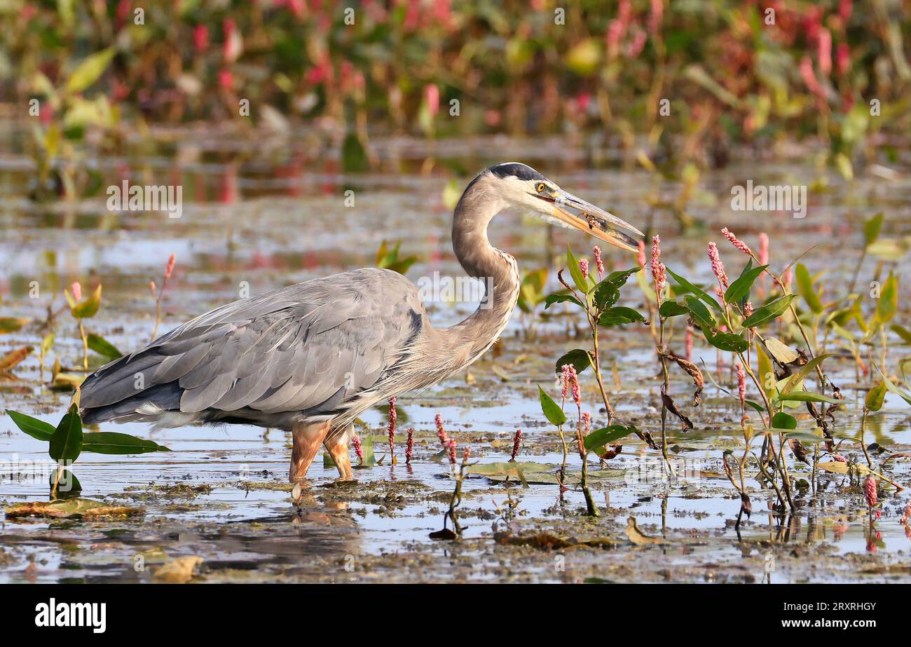 Great Blue Heron eating its meal in the marsh with red flowers in the ...
