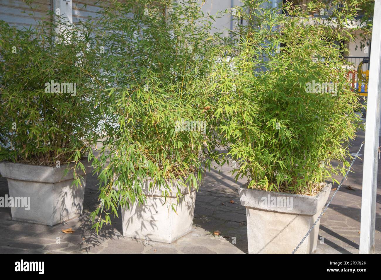 Urban Greenery: Bamboo Beauties in Concrete containers Stock Photo - Alamy