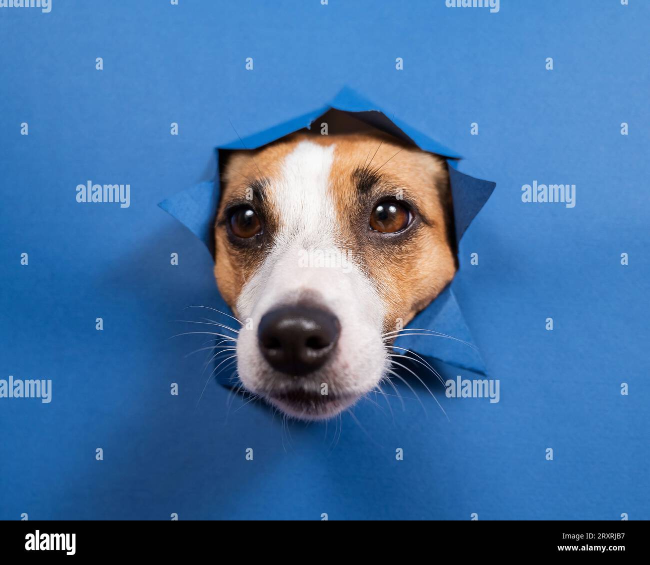Funny dog jack russell terrier leans out of a hole in a paper blue ...