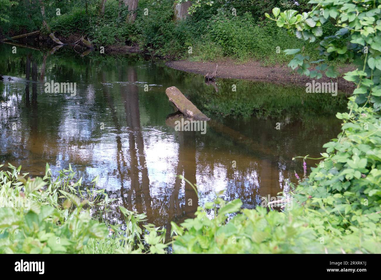A small tree trunk peeks out of the water Stock Photo - Alamy