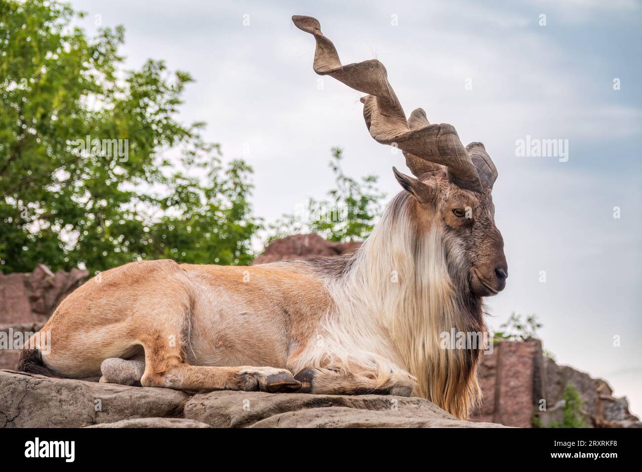 Markhor, Capra falconeri, wild goat native to Central Asia, Karakoram ...
