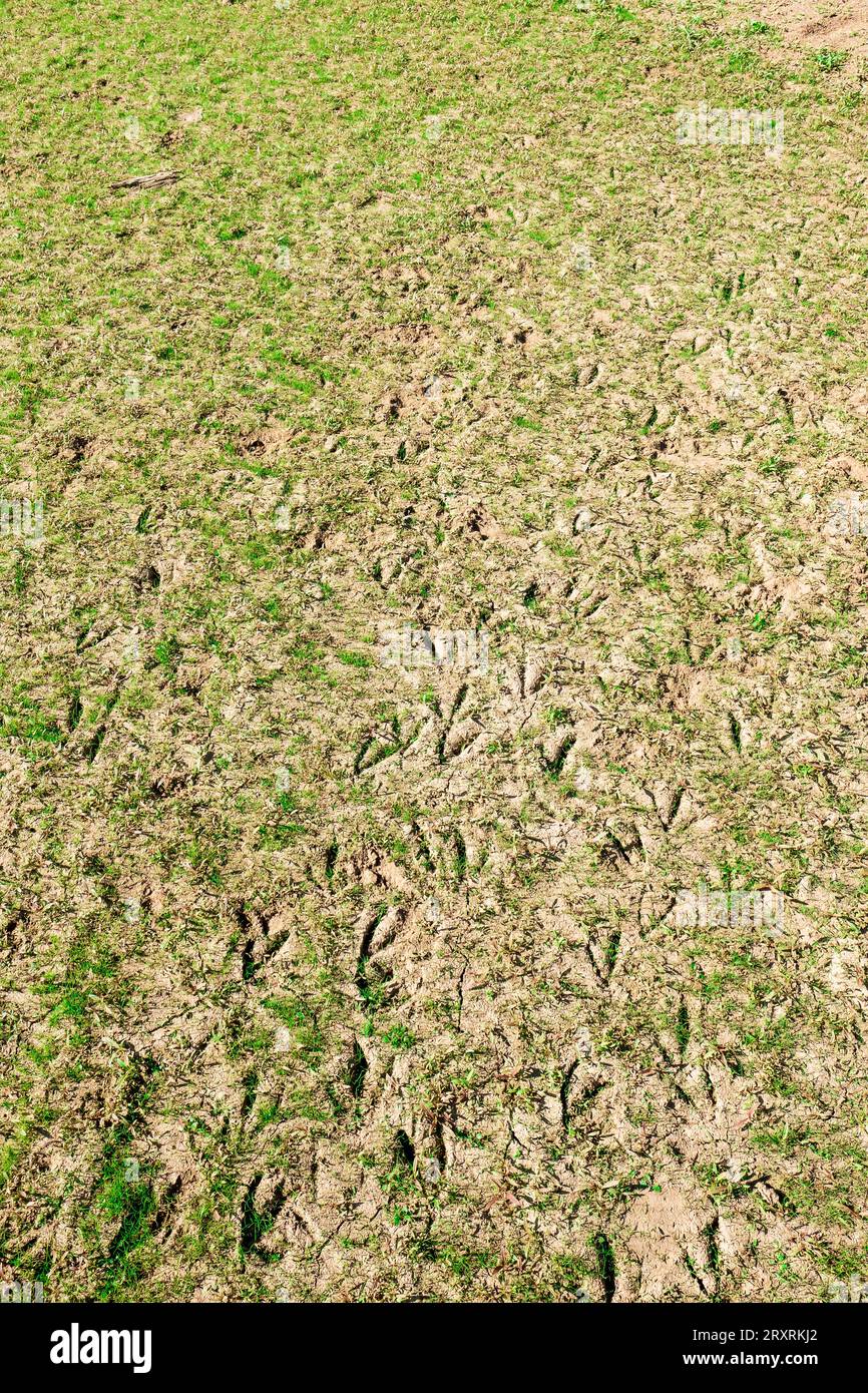 Animal Tracks in Dried Mud at a Low Water Reservoir Stock Photo - Alamy
