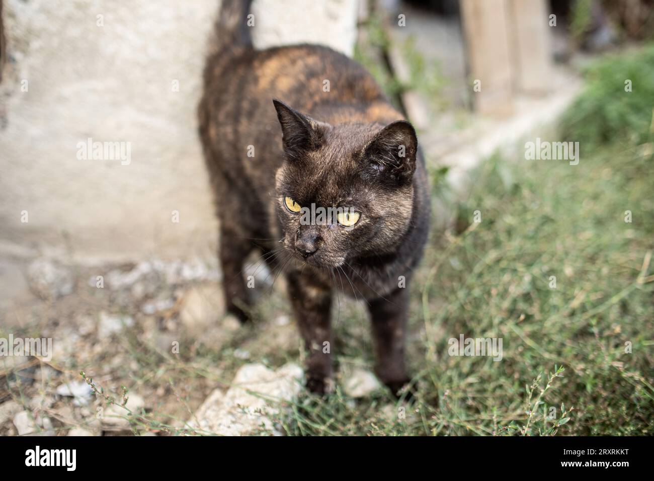 Wandering cat hi-res stock photography and images - Alamy