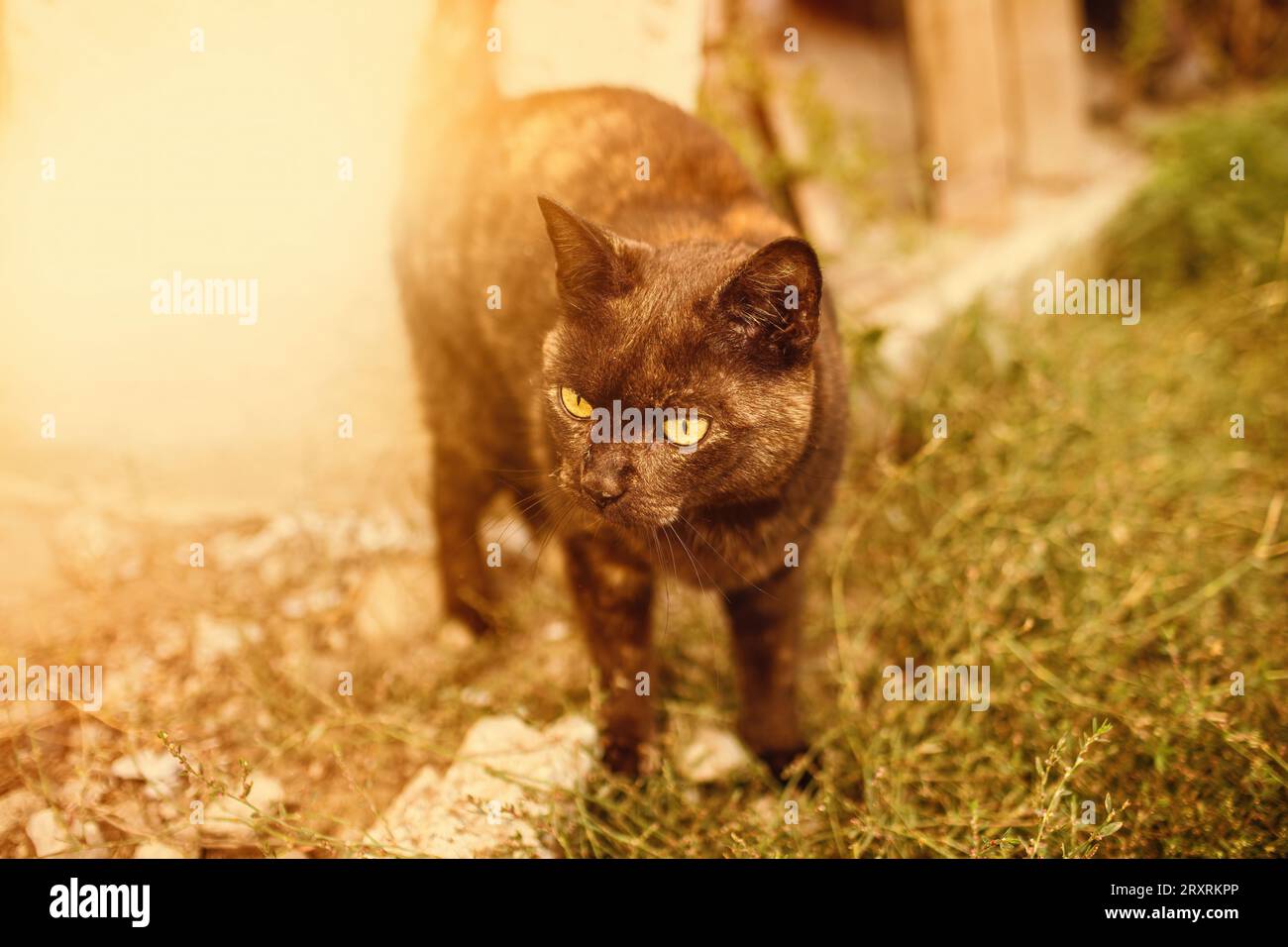 Wandering cat hi-res stock photography and images - Alamy