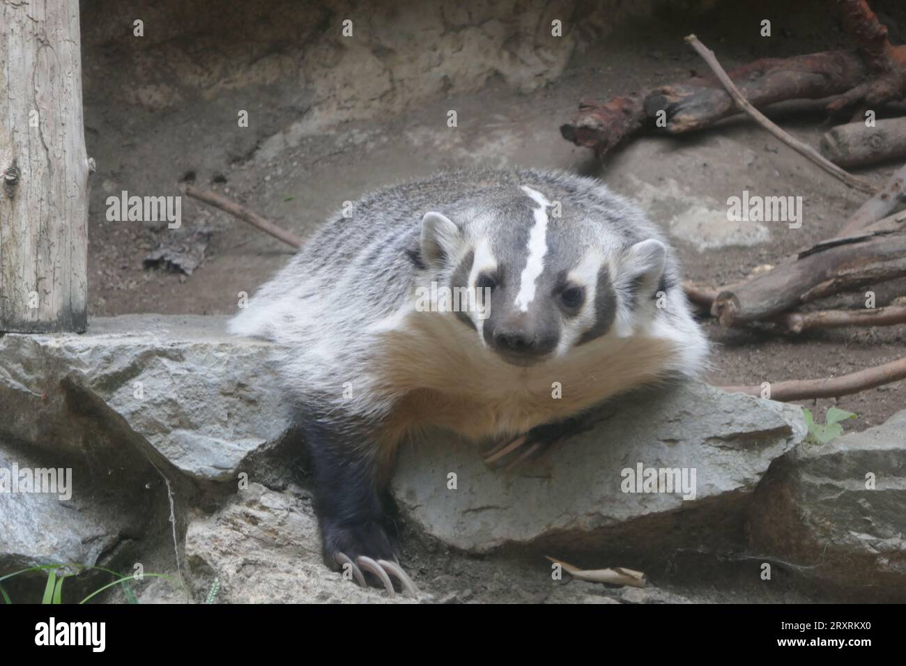 La american badger hi-res stock photography and images - Alamy
