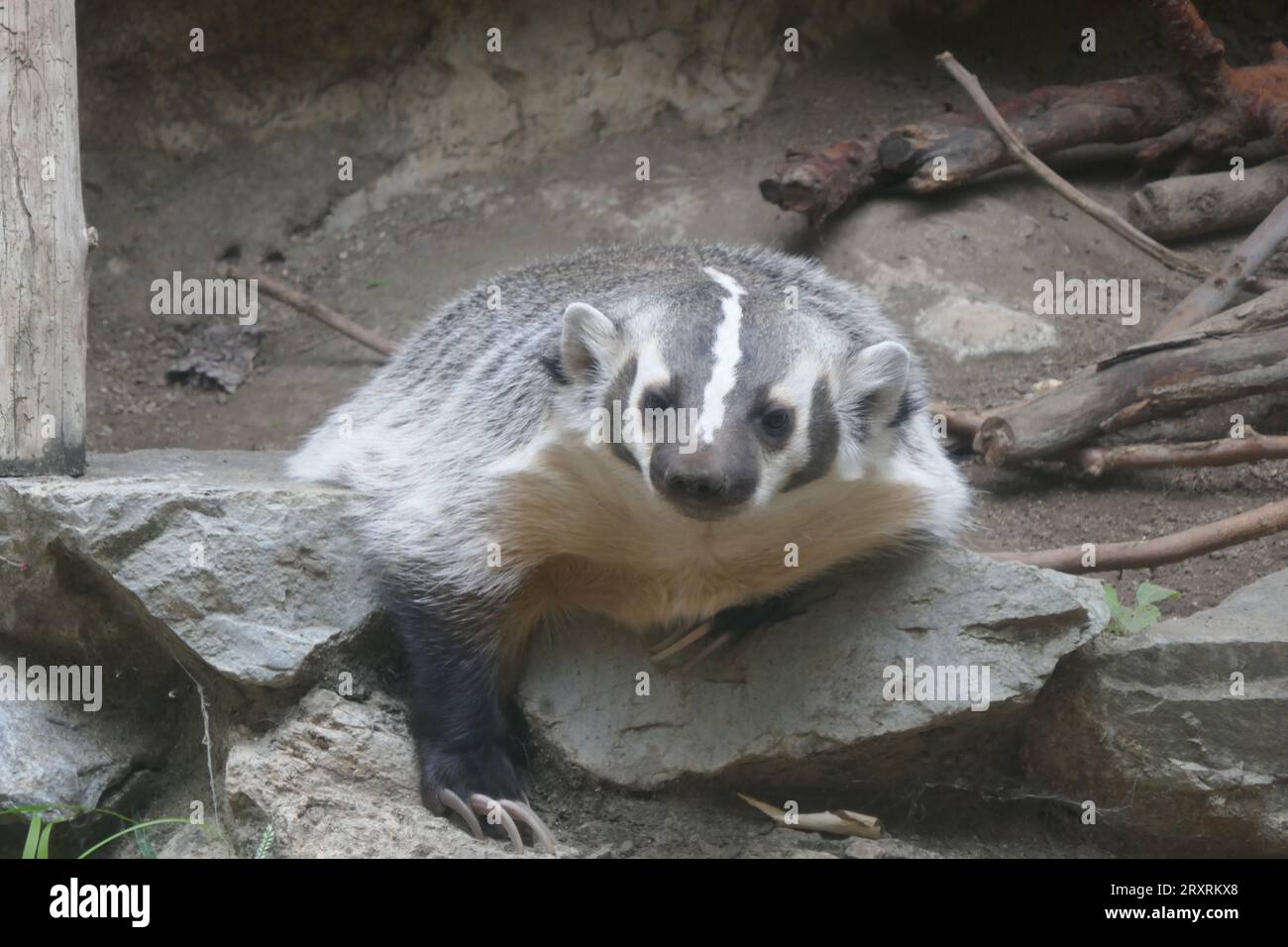 La american badger hi-res stock photography and images - Alamy