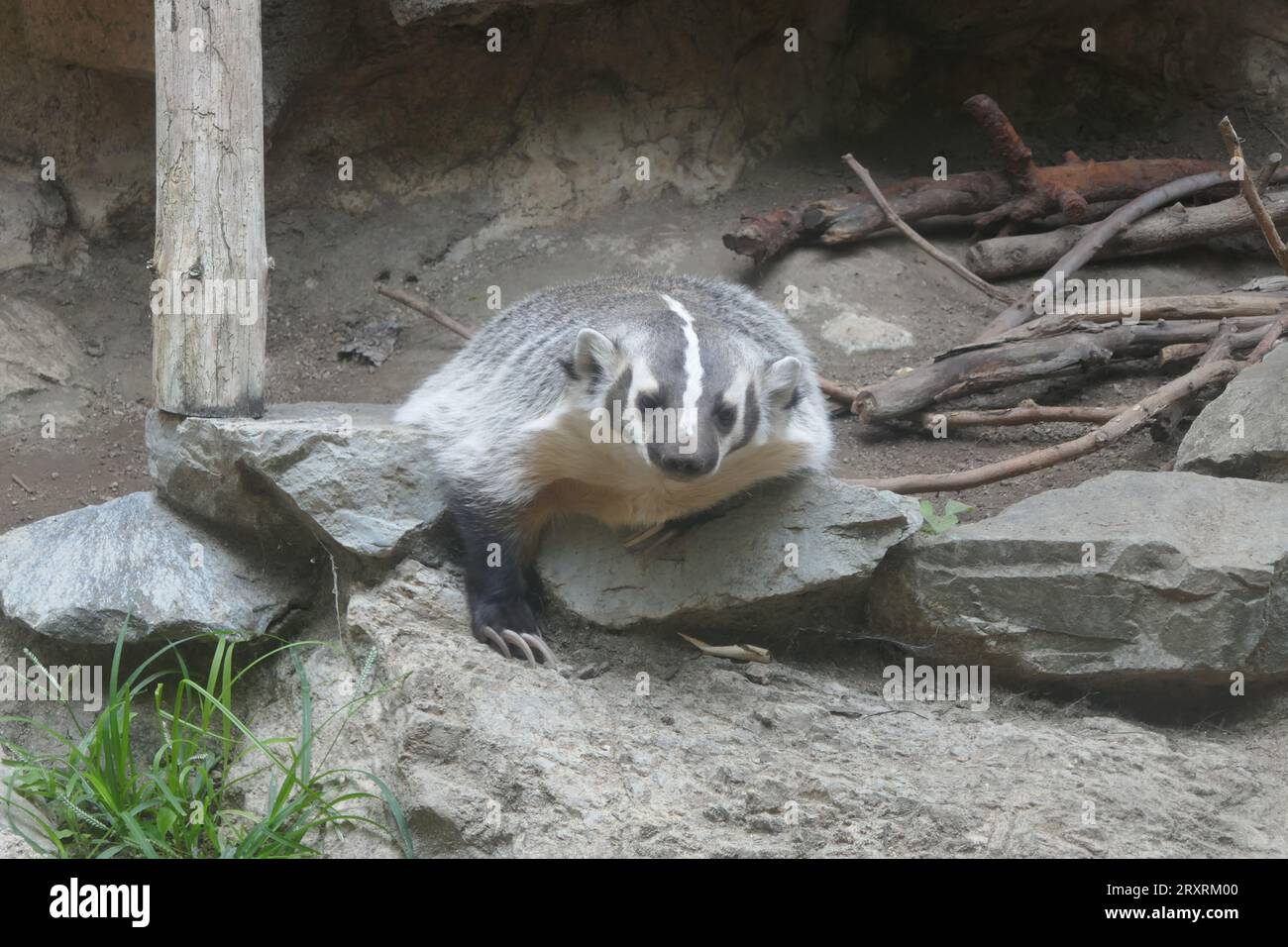 La american badger hi-res stock photography and images - Alamy