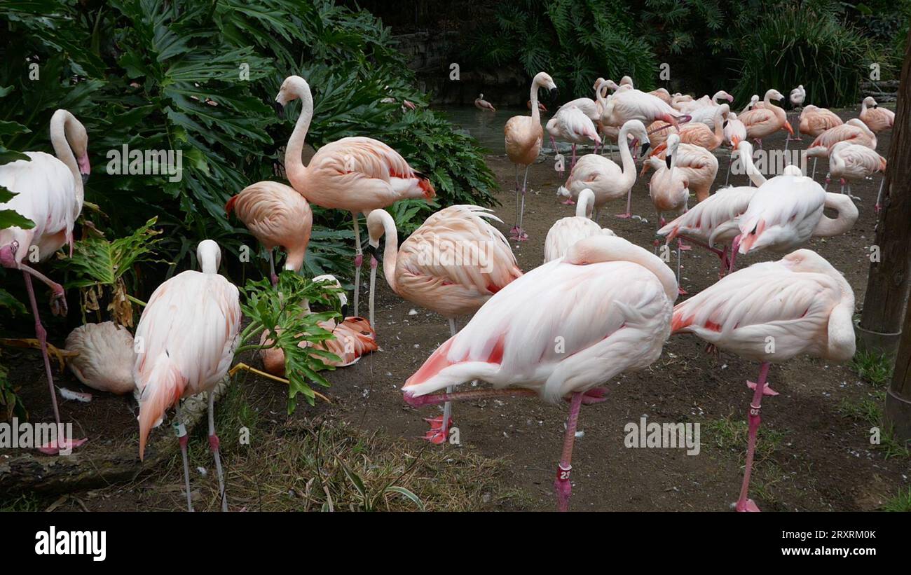 Los Angeles, California, USA 20th September 2023 Flamingos at LA Zoo on ...