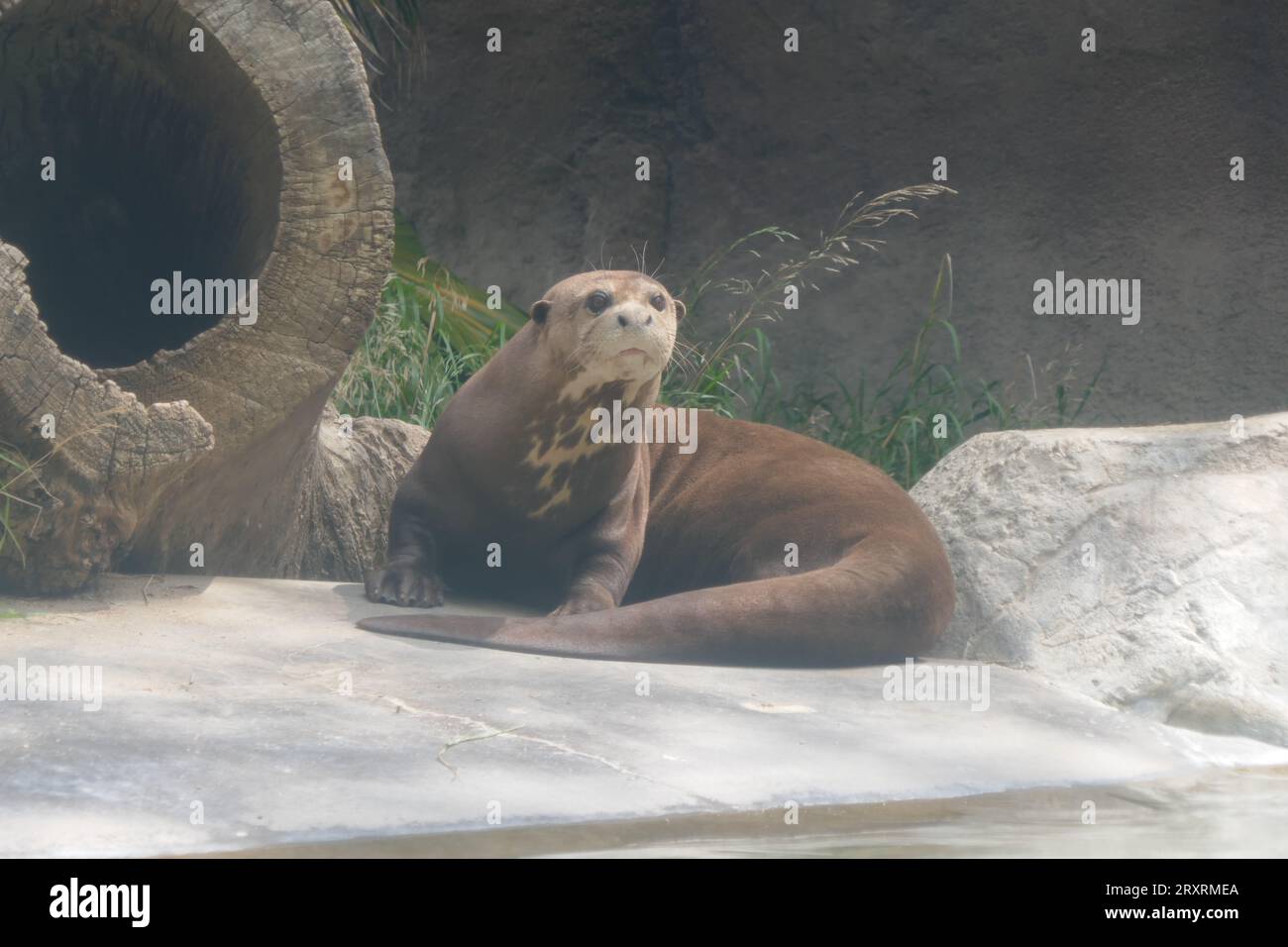 Los Angeles California Usa 20th September 2023 Giant River Otter In