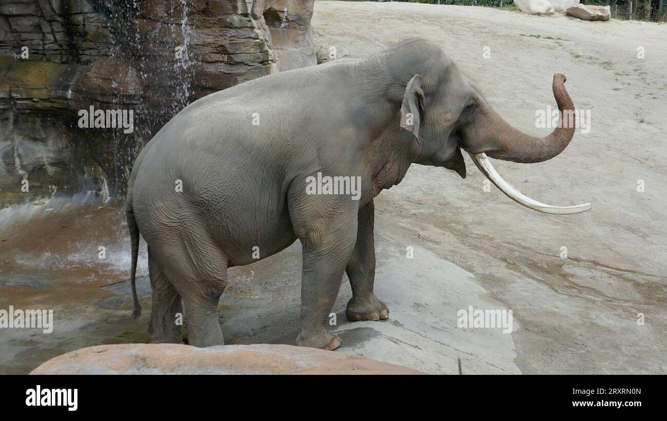 Los Angeles, California, USA 20th July 2023 Elephant Billy with ...
