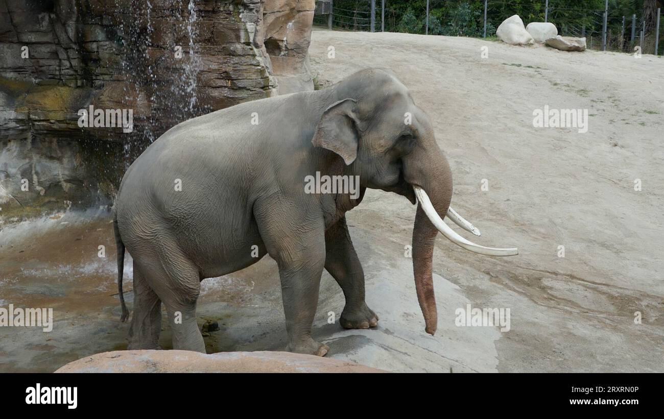 Los Angeles, California, USA 20th July 2023 Elephant Billy with ...