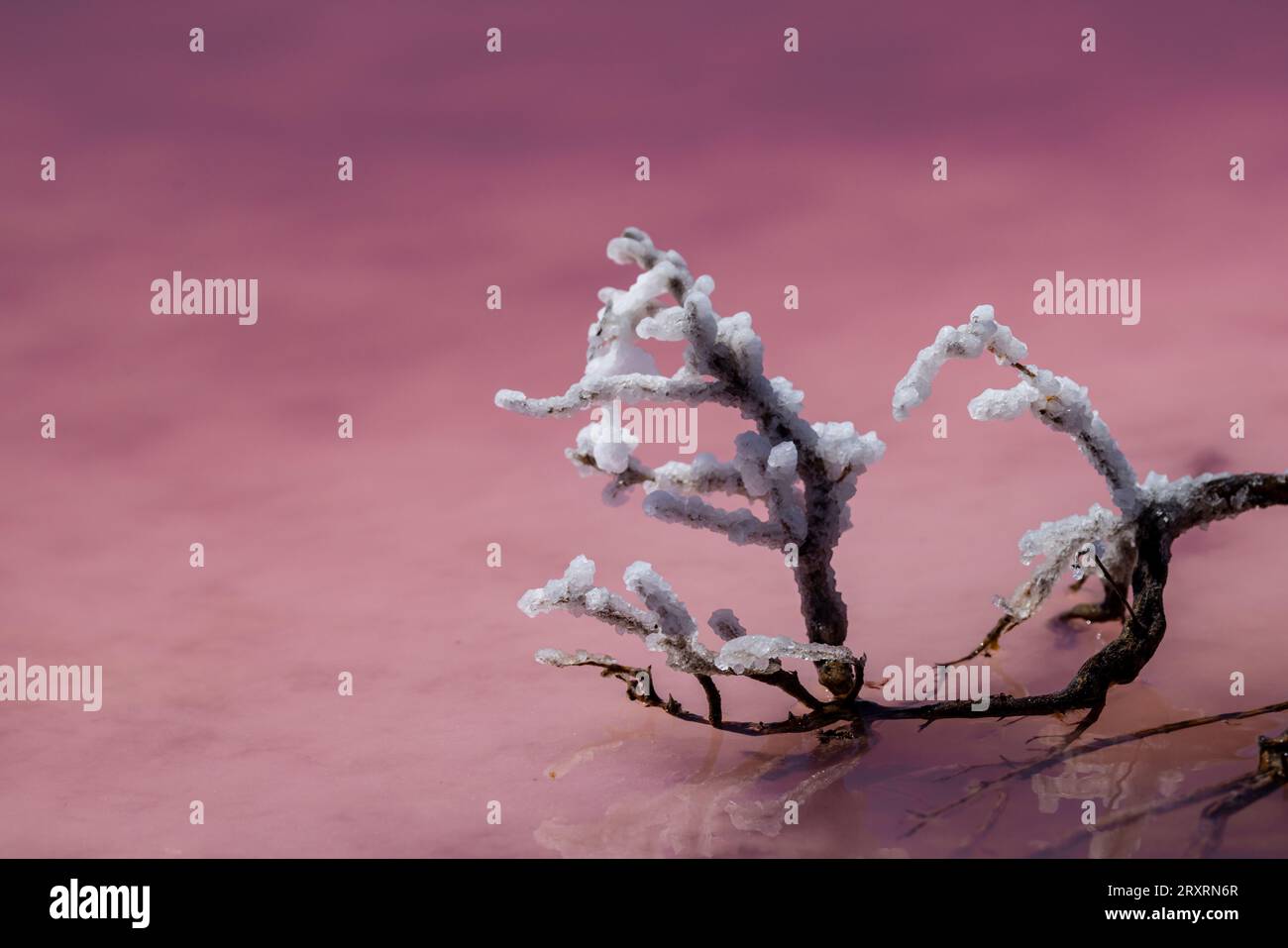 Salt Crystals on tree branch in Pink Lake, Hutt Lagoon, Port Gregory ...