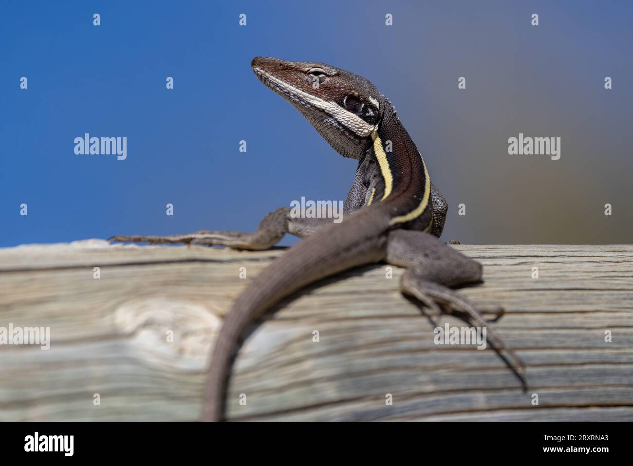 Australian Long-nosed Dragon basking on log Stock Photo - Alamy