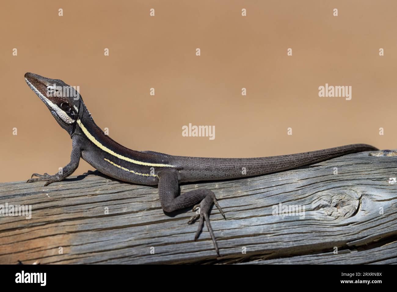 Australian Long-nosed Dragon basking on log Stock Photo - Alamy
