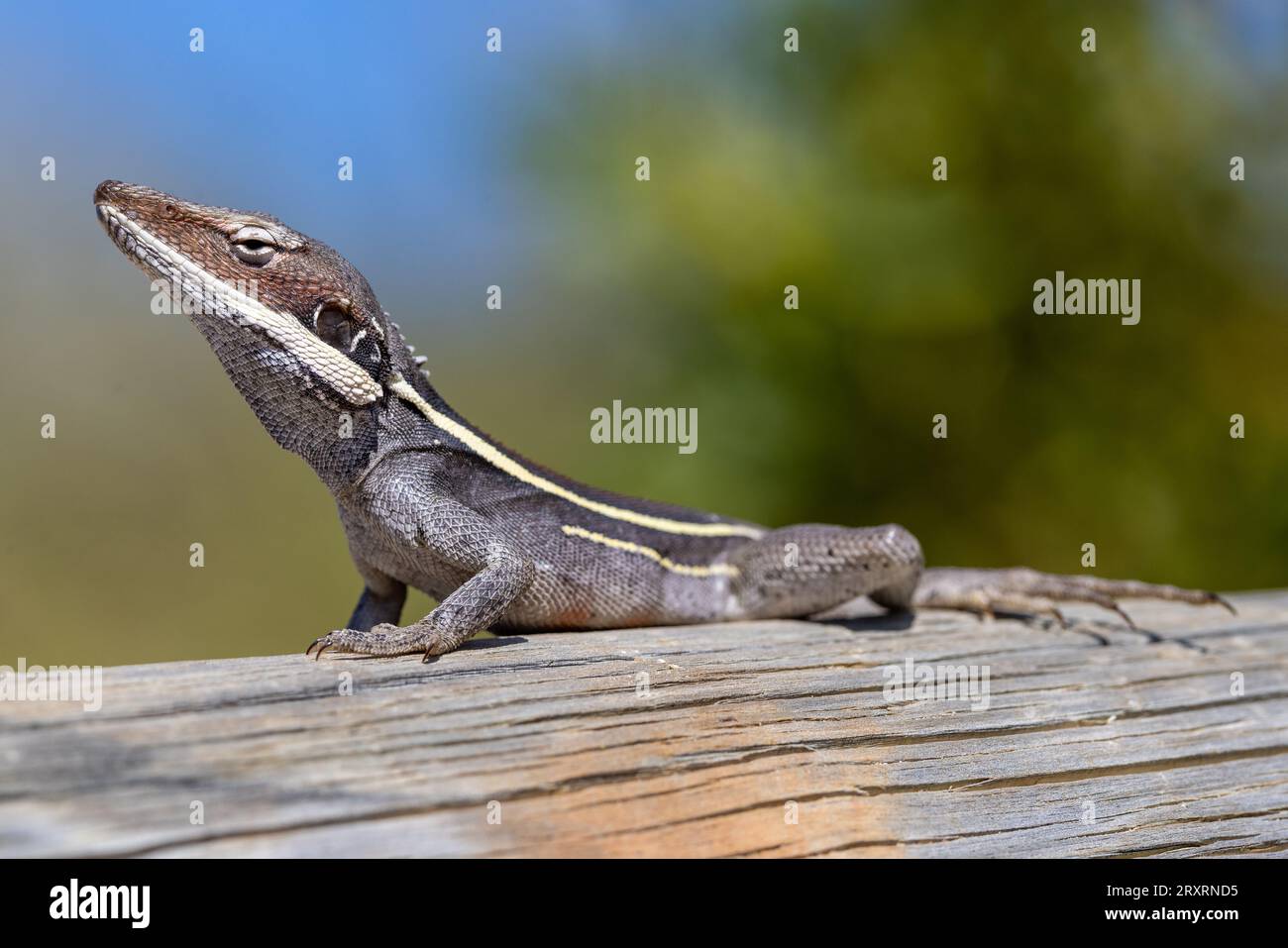 Australian Long-nosed Dragon basking on log Stock Photo - Alamy