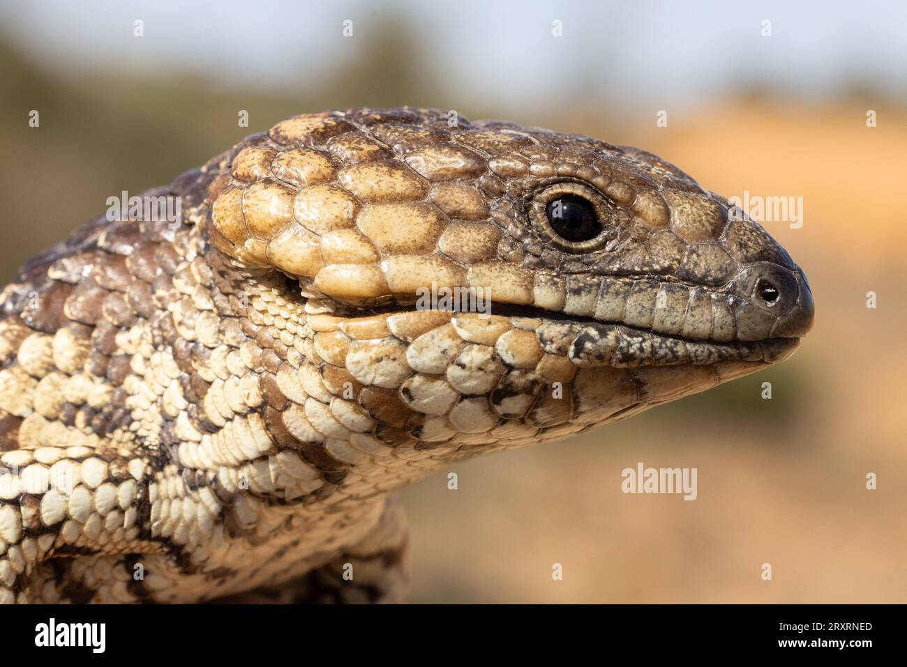 Australian Shingleback Lizard with mouth open Stock Photo - Alamy