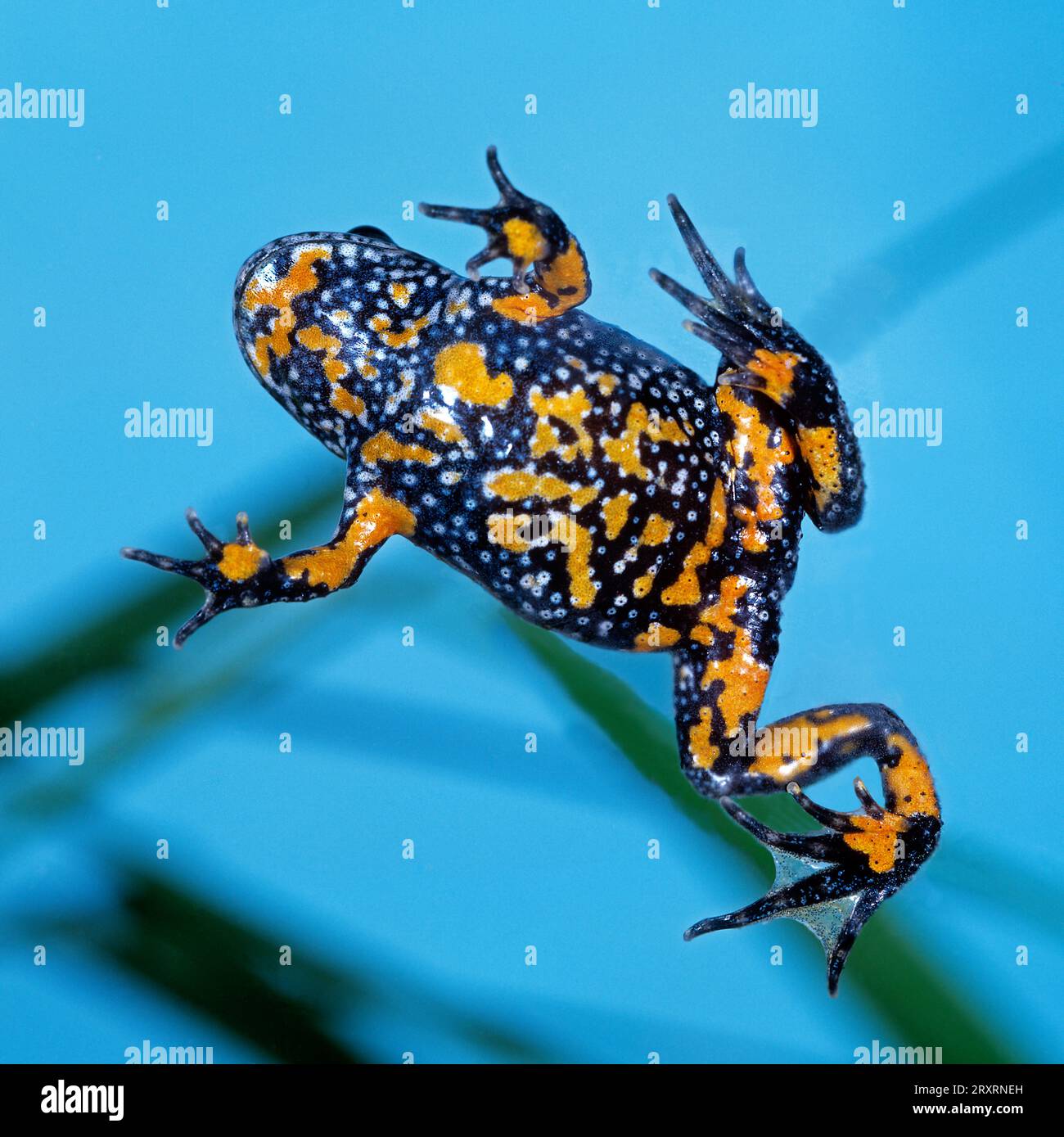 The belly of a fire-bellied toad, seen from below Bombina bombina Lake ...