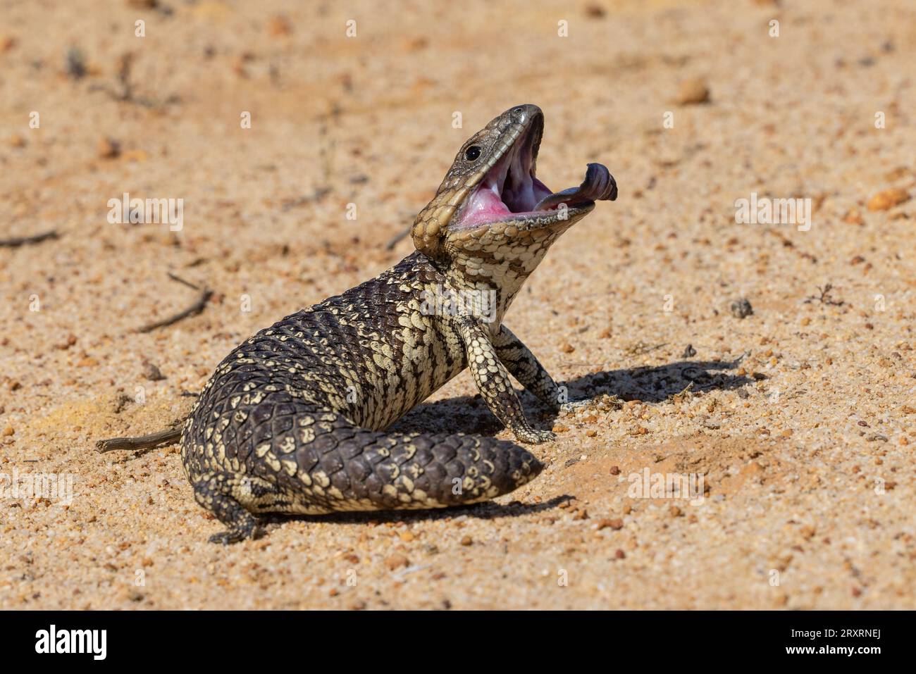 Lizard with mouth open hi-res stock photography and images - Alamy