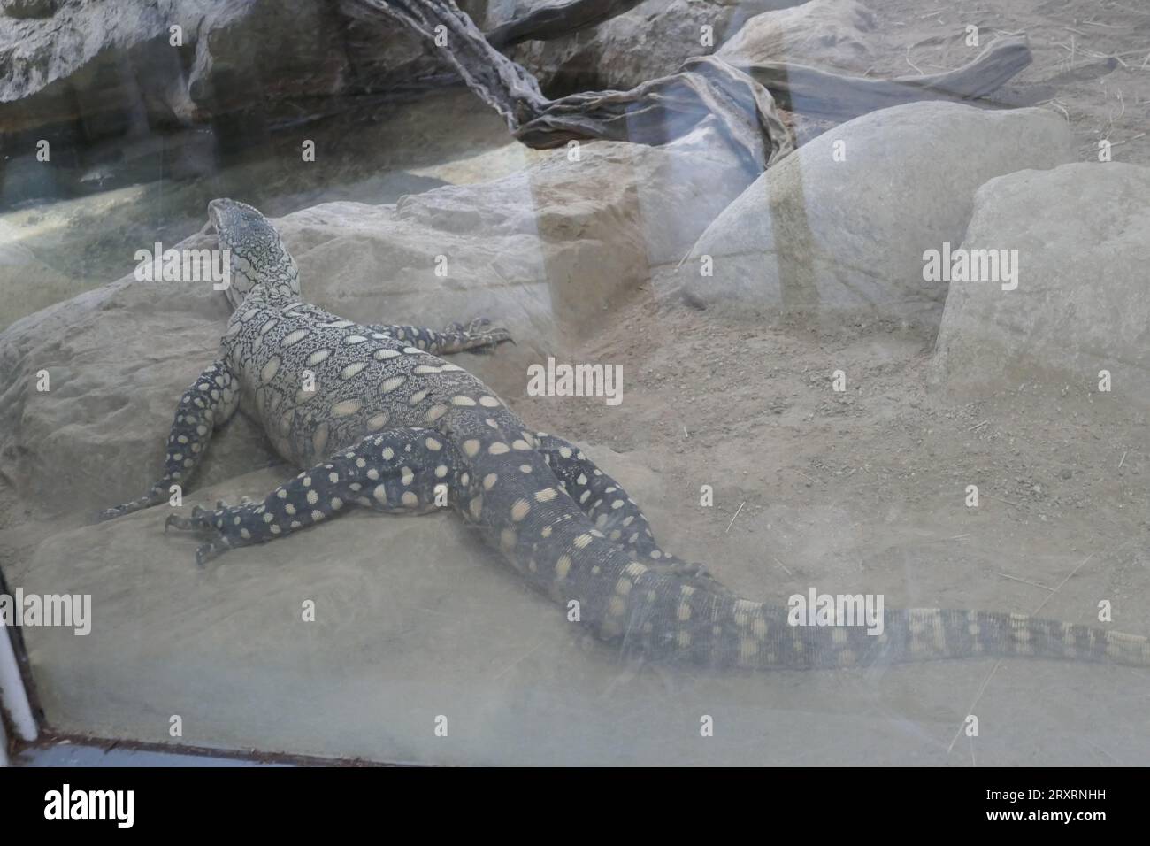 Los Angeles, California, USA 20th September 2023 Perente at LA Zoo on ...
