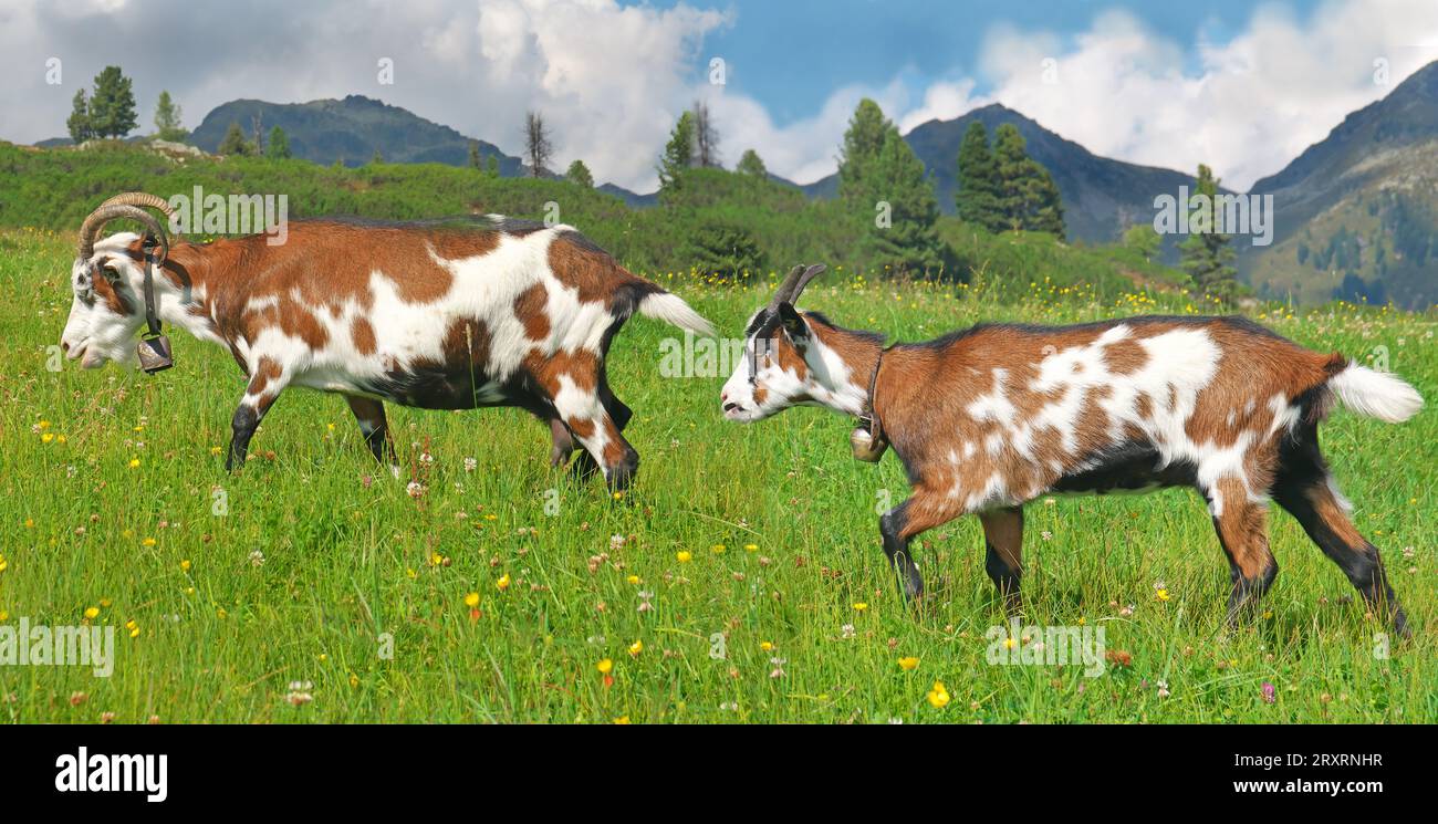 Spotted Tauern goat and young walking uphill. Alps, Austria, Tyrol ...