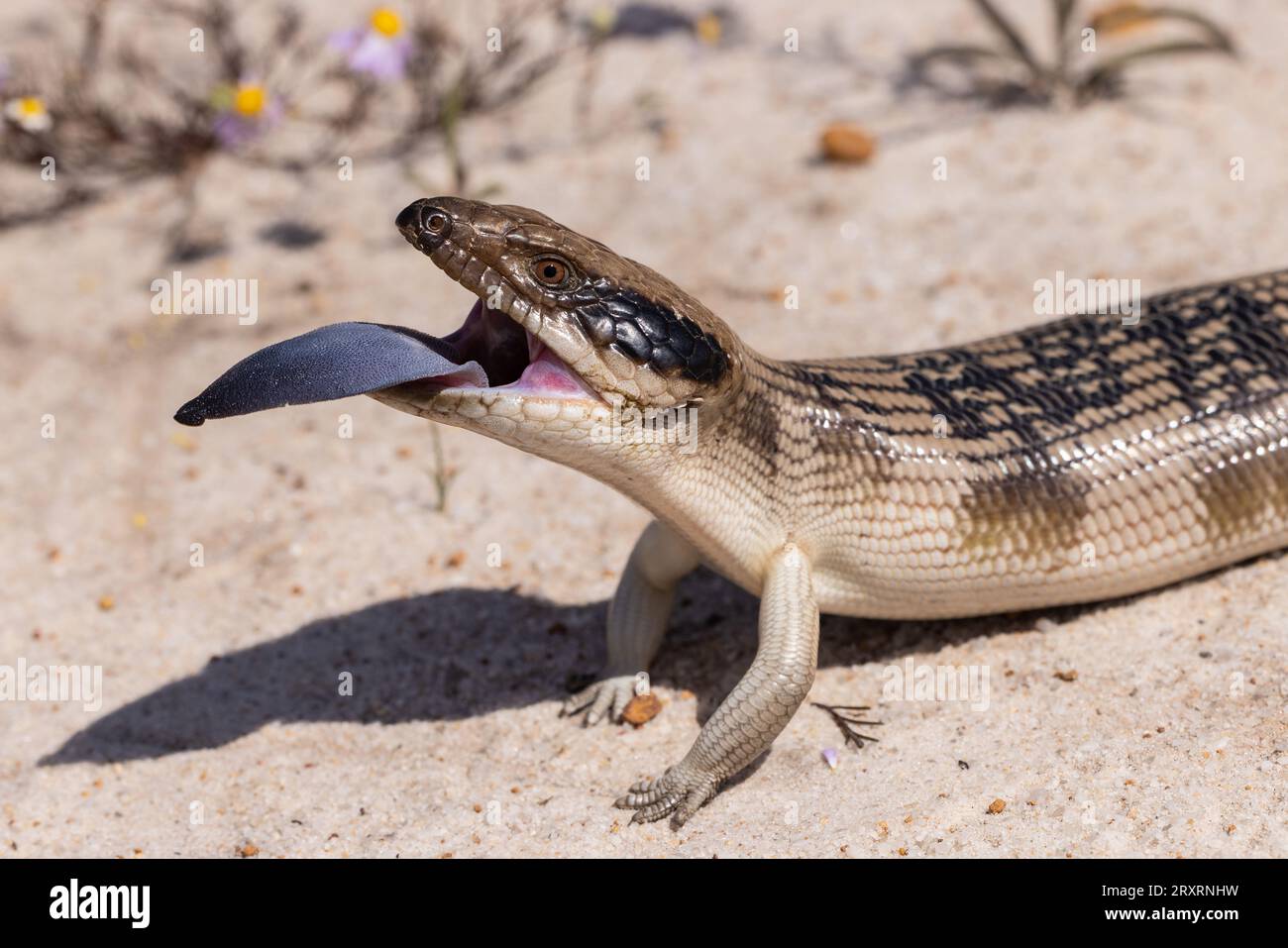 Western blue tongue lizard hi-res stock photography and images - Alamy