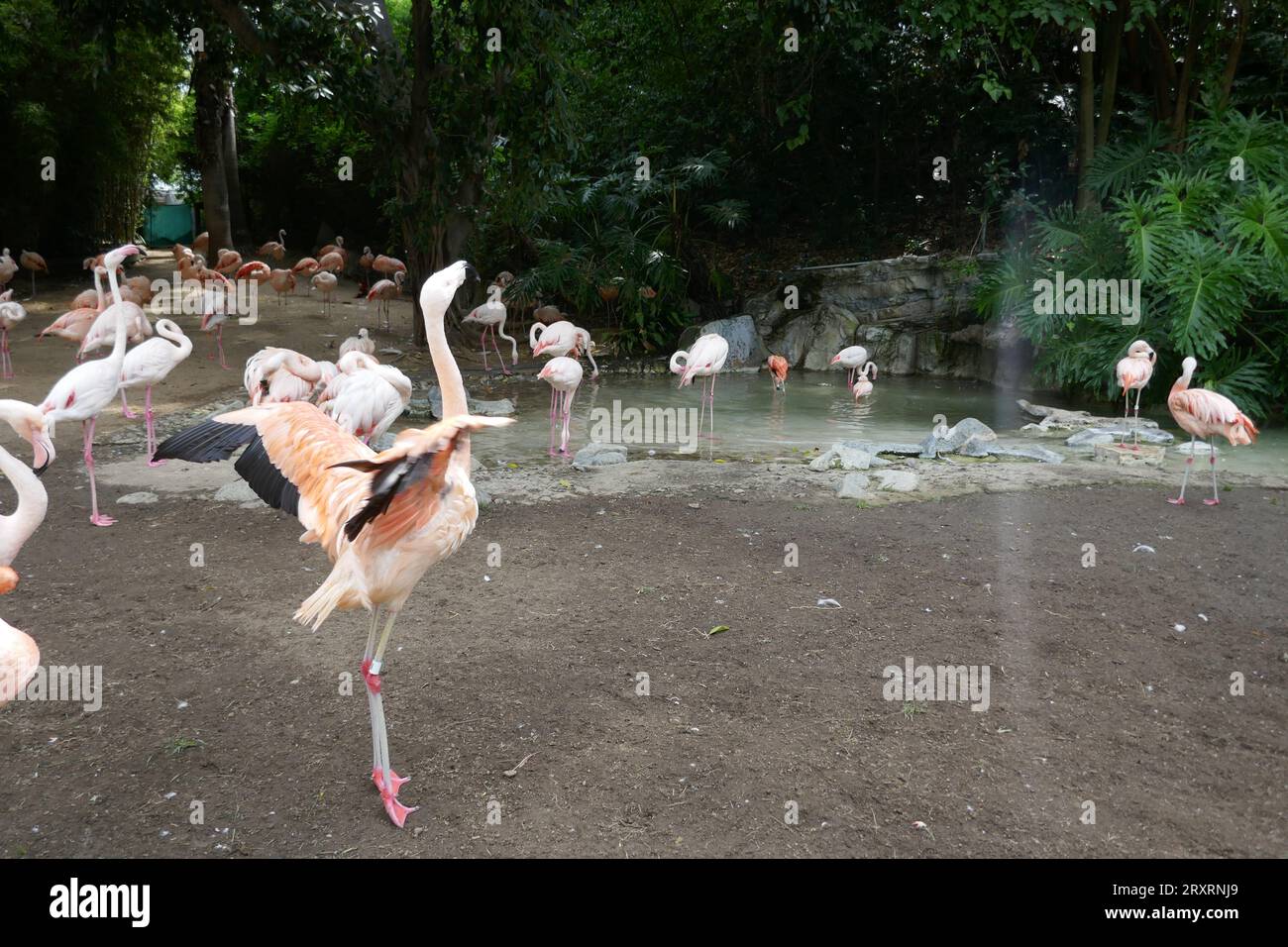 Los Angeles, California, USA 20th September 2023 Flamingos at LA Zoo on ...