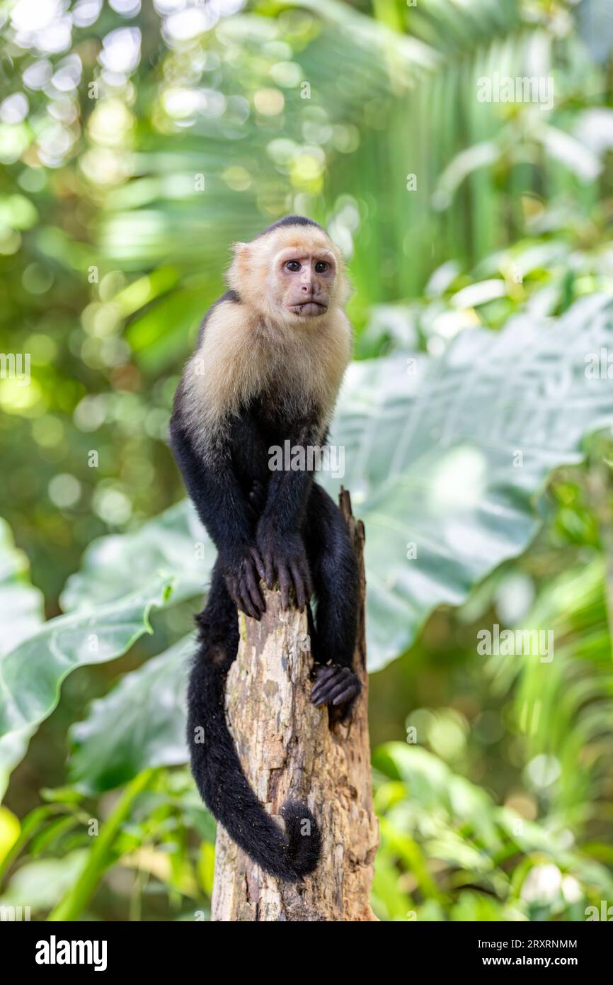 Colombian white-faced capuchin (Cebus capucinus) on tree, Manuel ...
