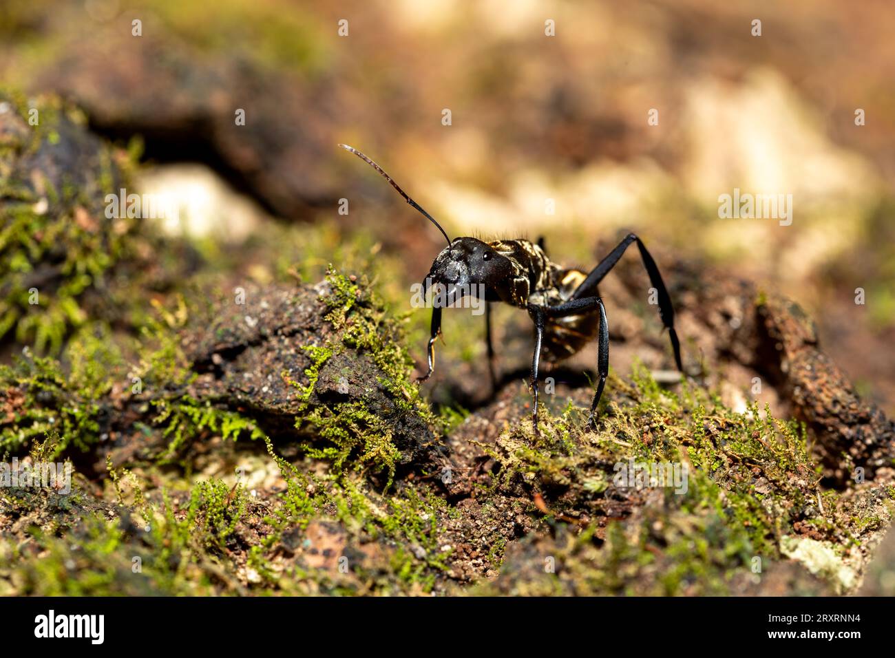 Big, angry and danger Ant in rainforest, Camponotus sericeiventris ...