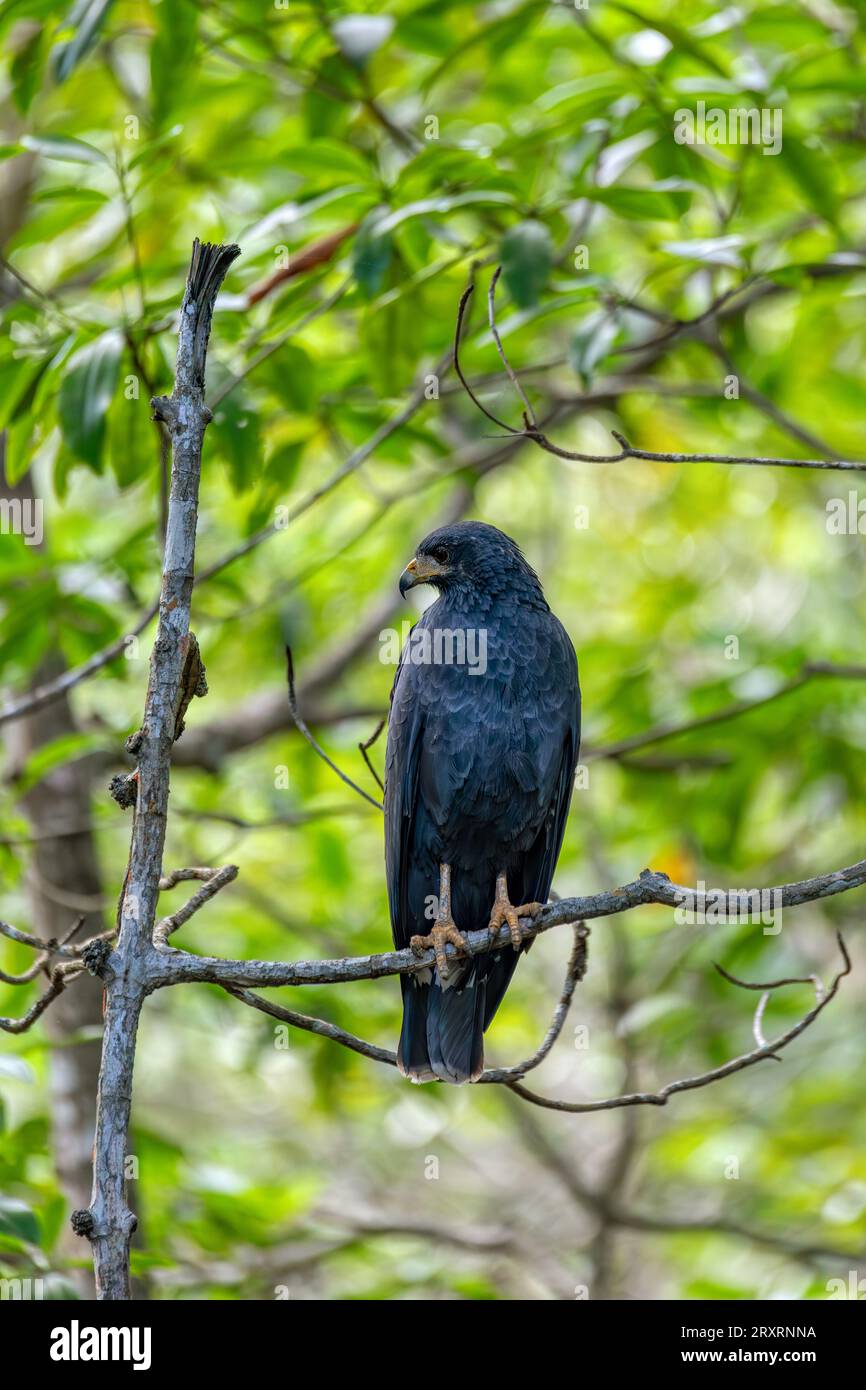 Common black hawk (Buteogallus anthracinus) is a bird of prey in the family Accipitridae. Curu ...