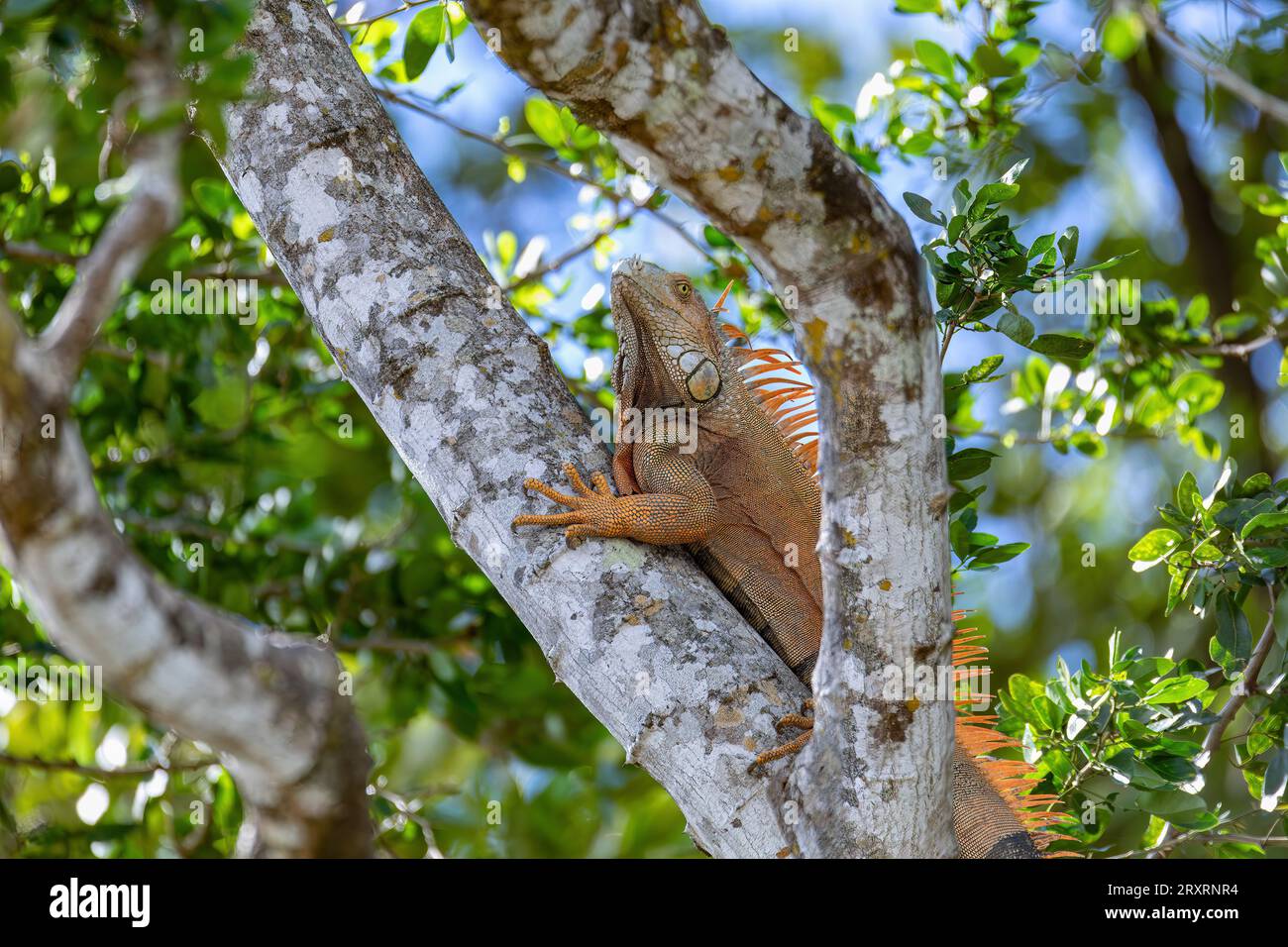 Green iguana (Iguana iguana) on tree in tropical rainforest, Rio ...