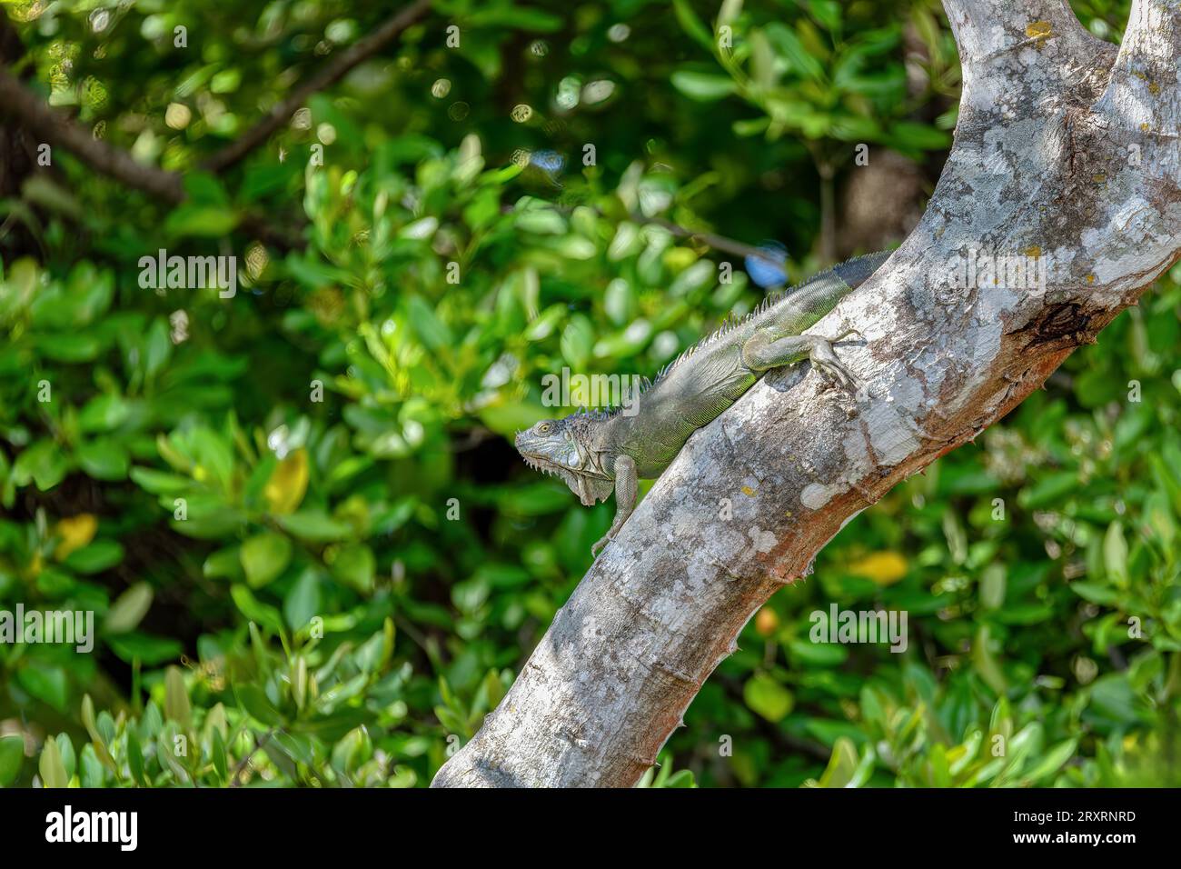 Green iguana (Iguana iguana) on tree in tropical rainforest, Rio ...