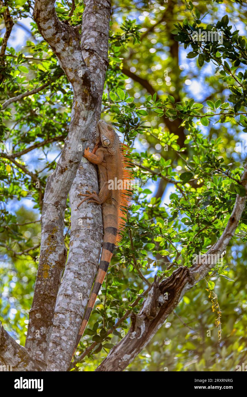 Green iguana (Iguana iguana) on tree in tropical rainforest, Rio ...