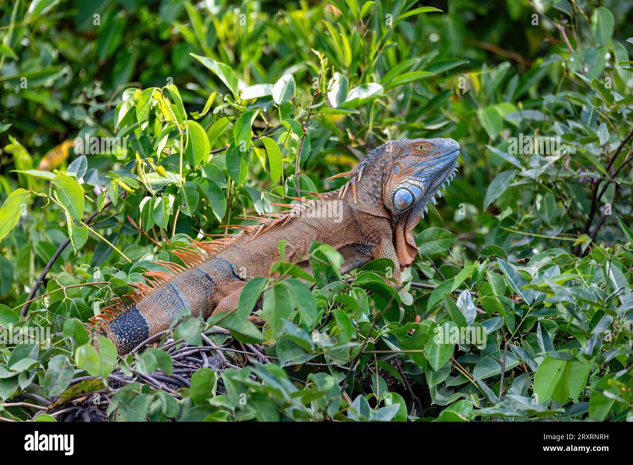 Green iguana (Iguana iguana) on tree in tropical rainforest, Rio ...