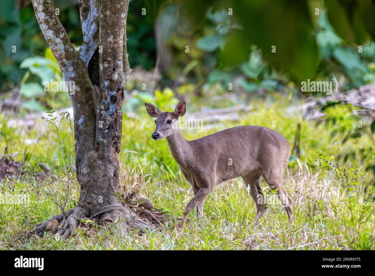 Curú wildlife refuge hi-res stock photography and images - Alamy