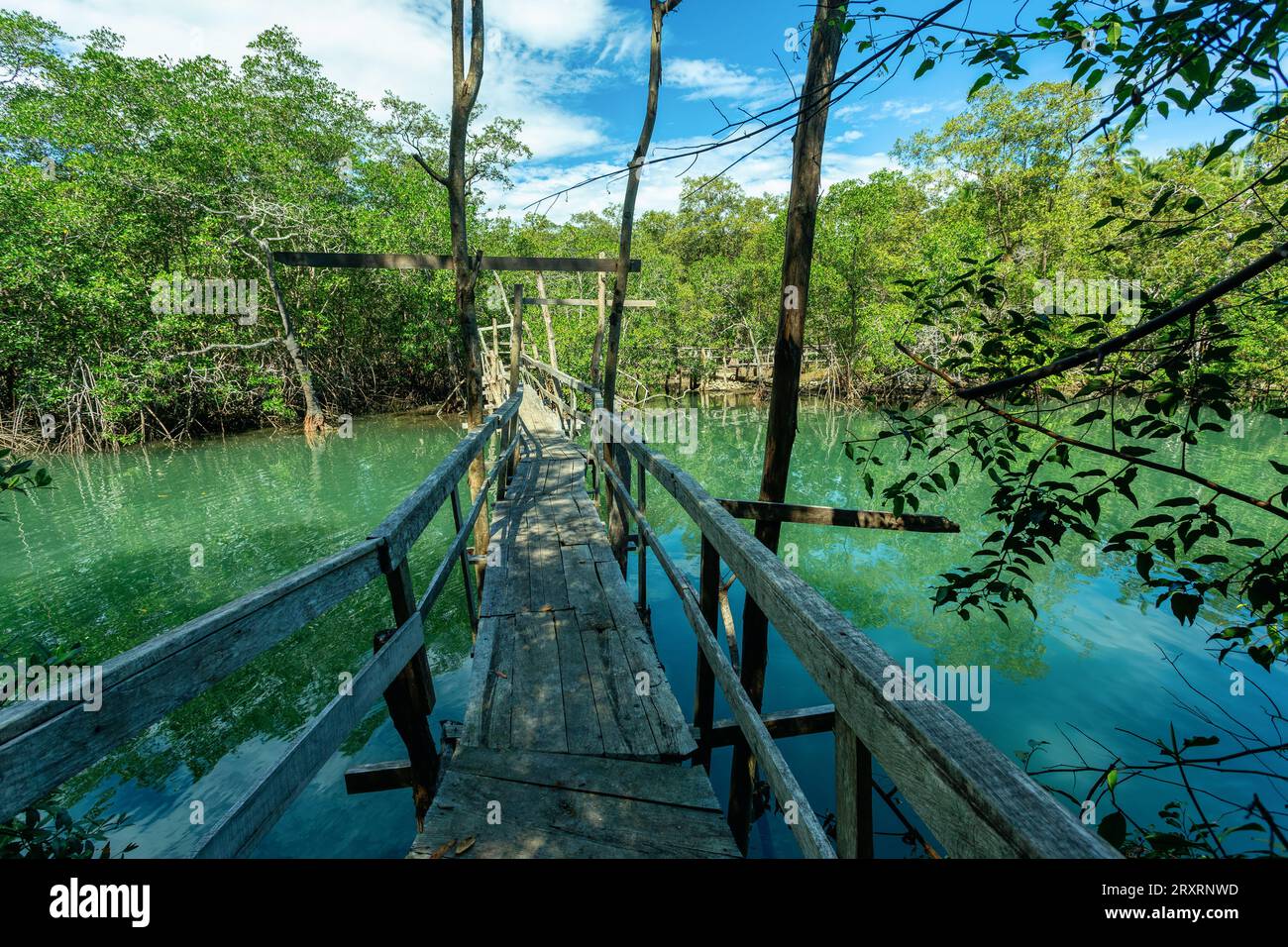 Wooden bridge pathway over marshy river with vegetation thickets ...