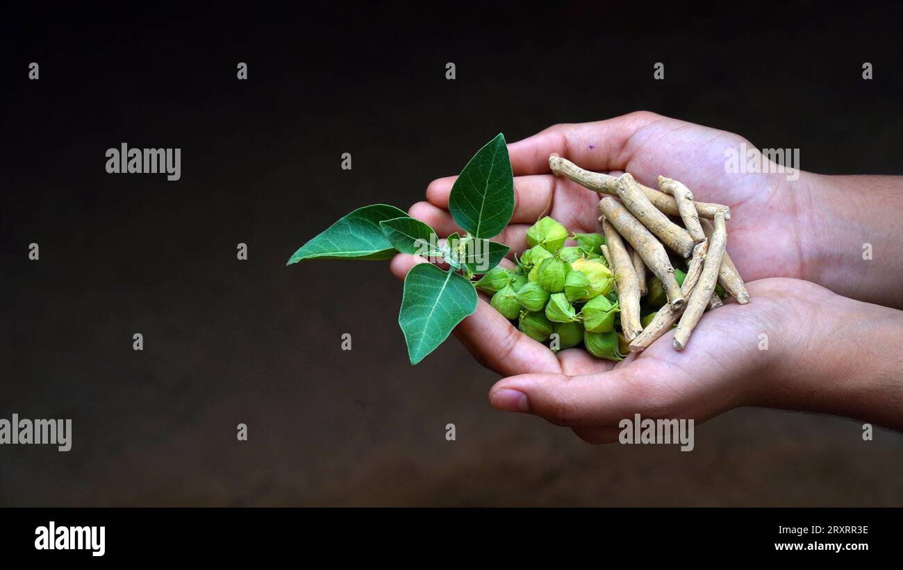 Immunity booster plant, Withania somnifera, known commonly as ...