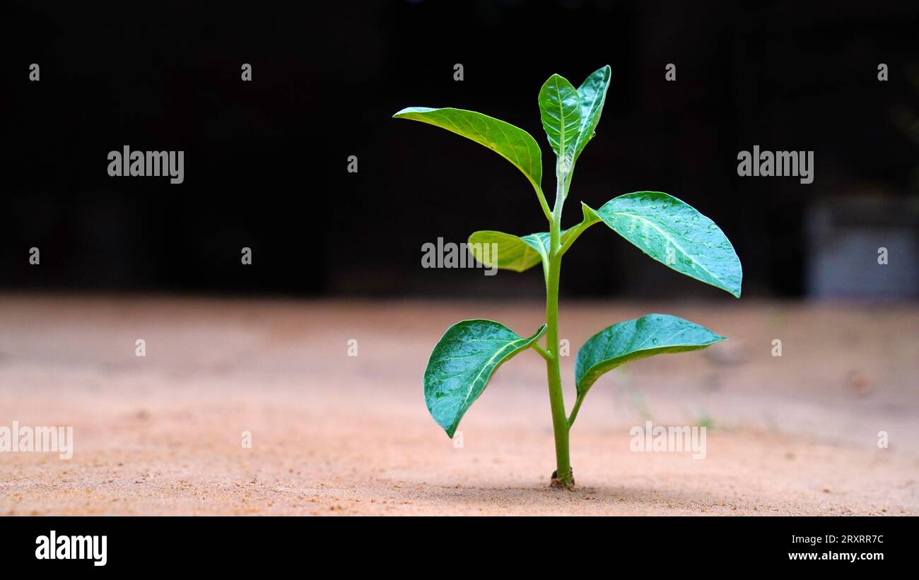 Ashwagandha Fresh Green Leaves on the Stem, Medicinal Herb Plant, also ...