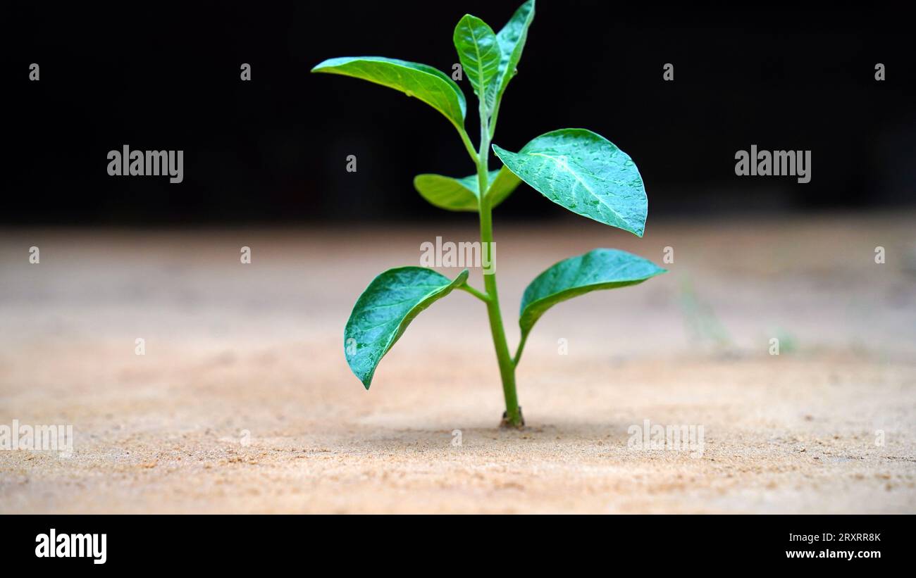 Ashwagandha Dry Root Medicinal Herb with Fresh Leaves, also known as ...