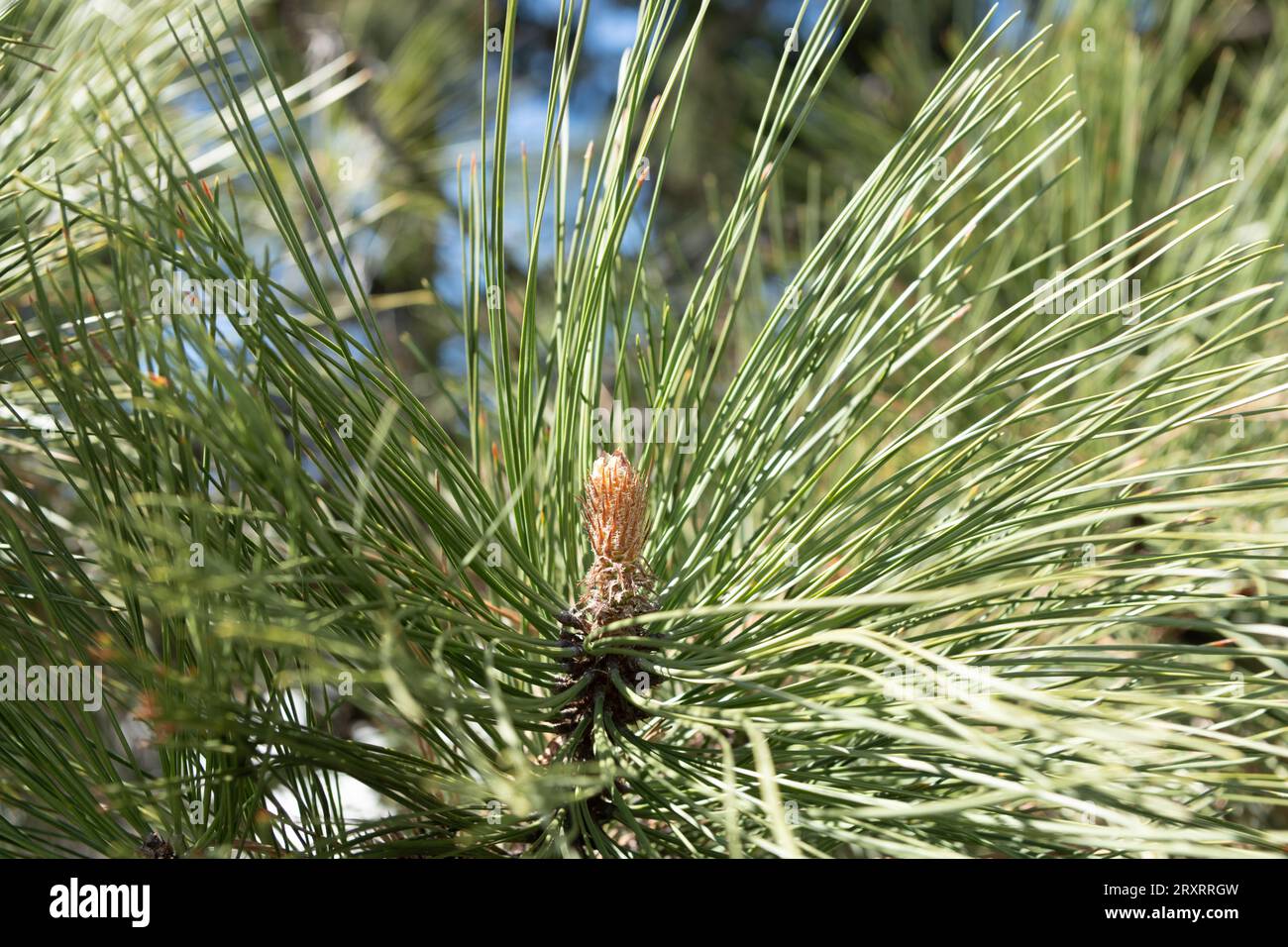 pine cone of fir tree. spruce of fir tree in nature. pinecone or pine ...